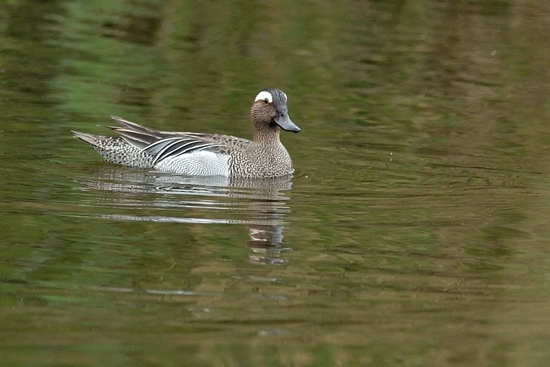 Eendvogels - Zomertaling