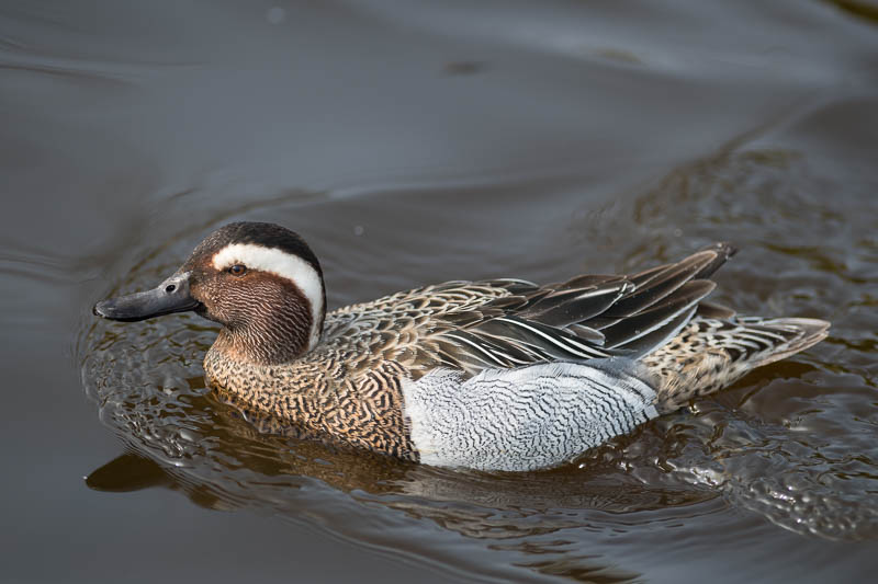 Eendvogels - Zomertaling