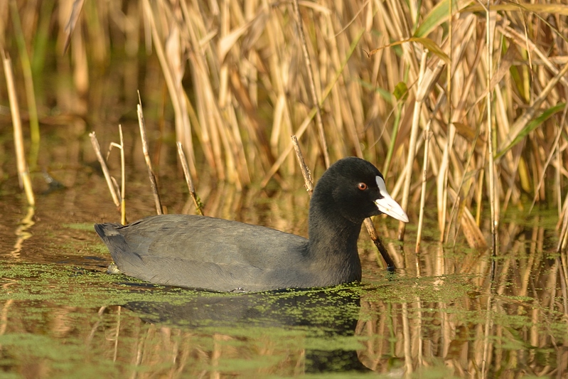 Kraanvogelachtigen - Meerkoet