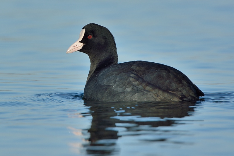 Kraanvogelachtigen - Meerkoet