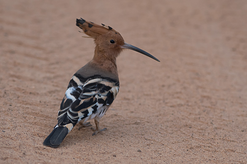 Hoppen, Boomhoppen en Neushoornvogels - Hop