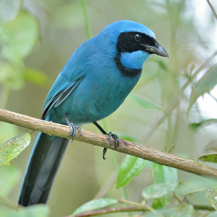 Perching birds - Turquoise Jay