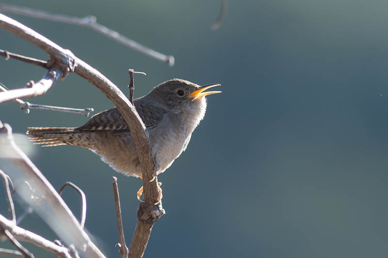 Perching birds - House Wren